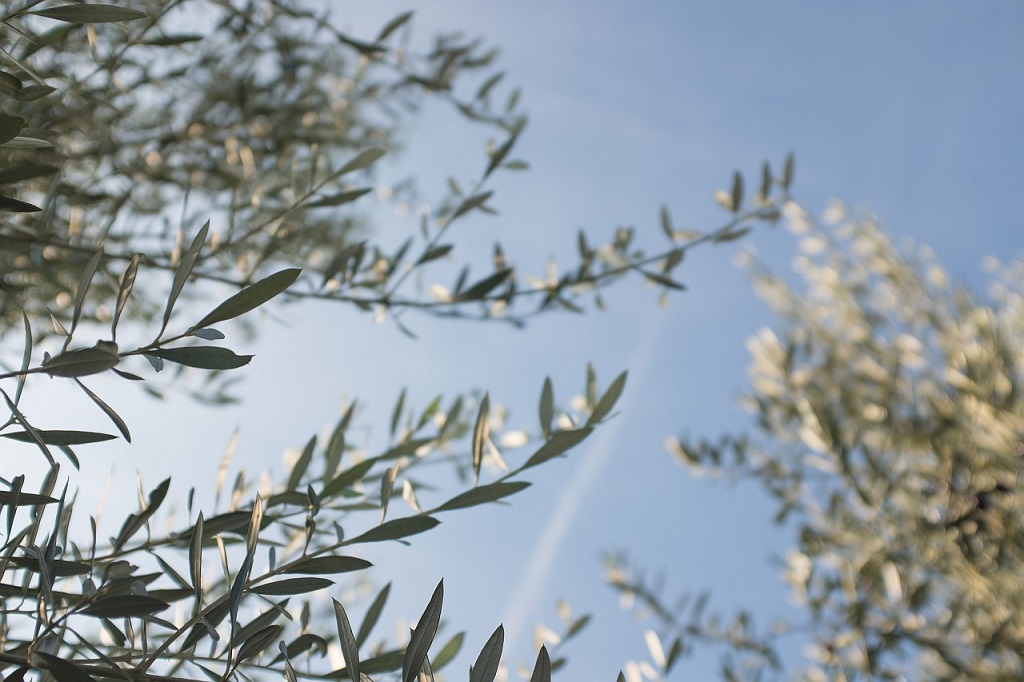 Autumn on Krk: Olive harvesting | House Jerini